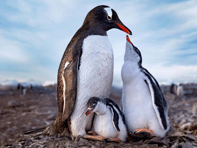 A pingvinek titkai képek